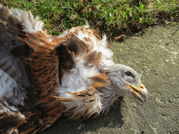 „Windrad wird wegen totem Rotmilan abgestellt“ | Naturschutzinitiative e.V.