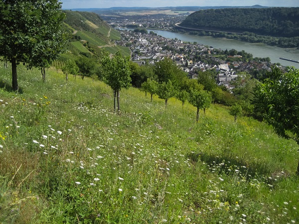 Wald, Wiesen, Weinberge – Naturerleben im Rheinhang ...
