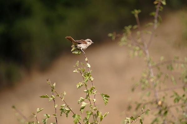 Berücksichtigung der wildlebenden Tier- und Pflanzenarten bei ...